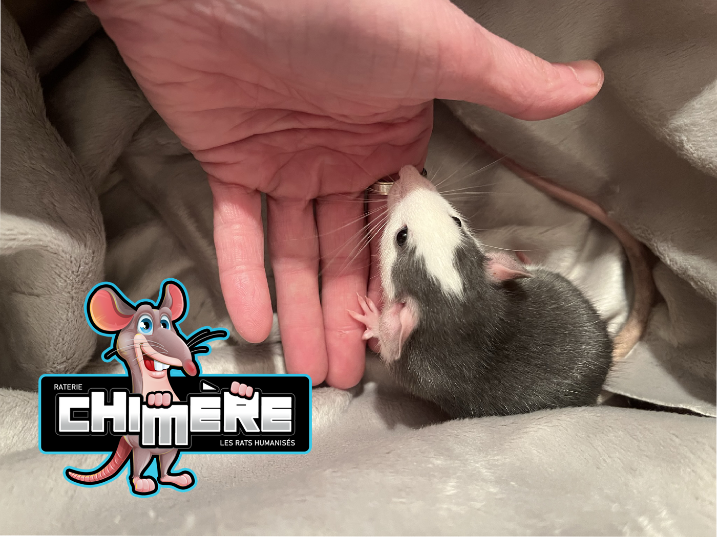 Le Rat Husky - Comment savoir si mon rat en est un? - Élevage de rats