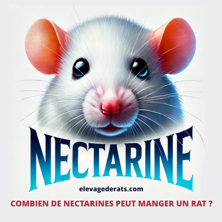 Les rats mangent-ils des nectarines ? - Élevage de rats
