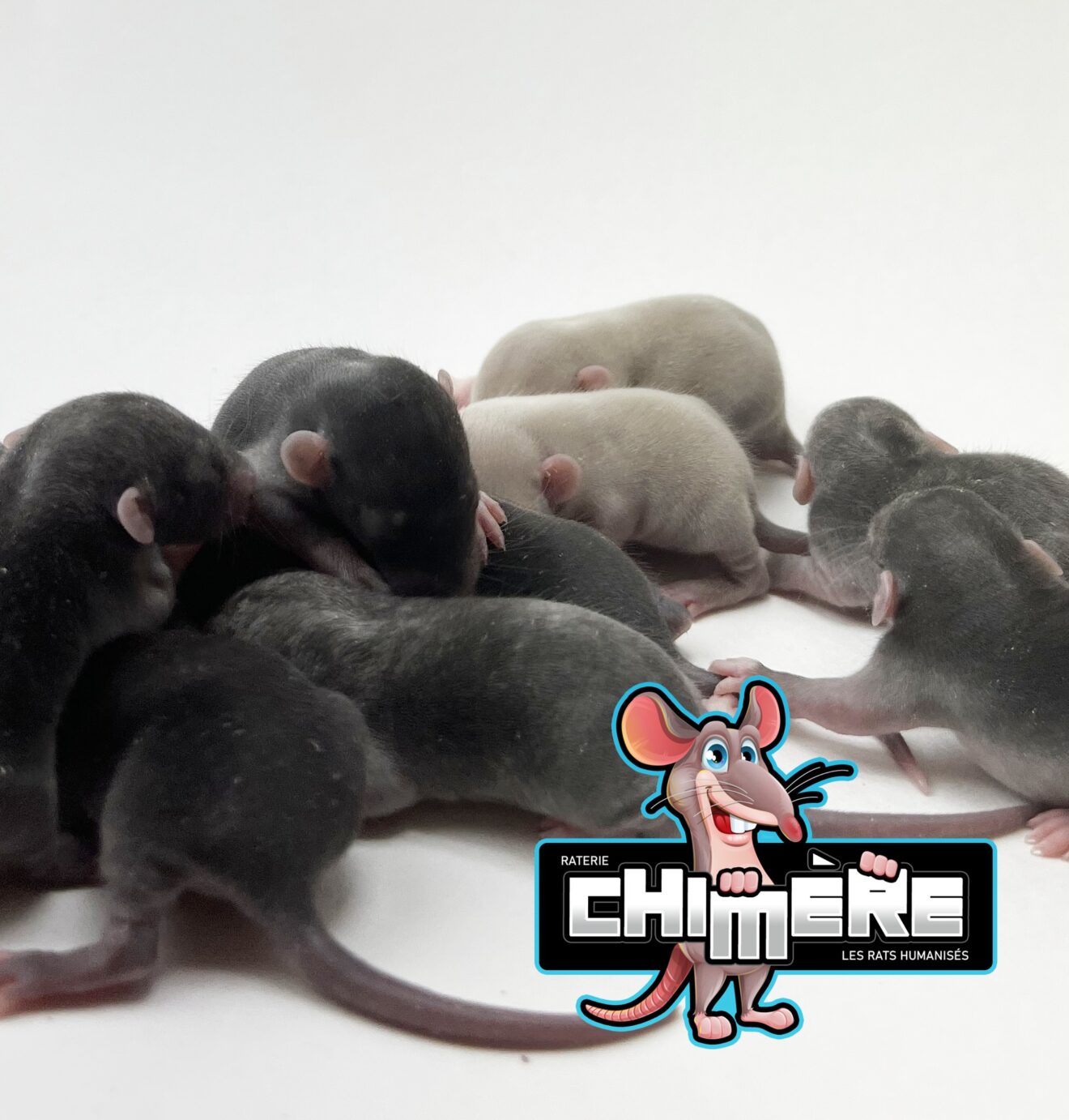 Liste d'attente pour adopter bébés rats Siamois - Élevage de rats